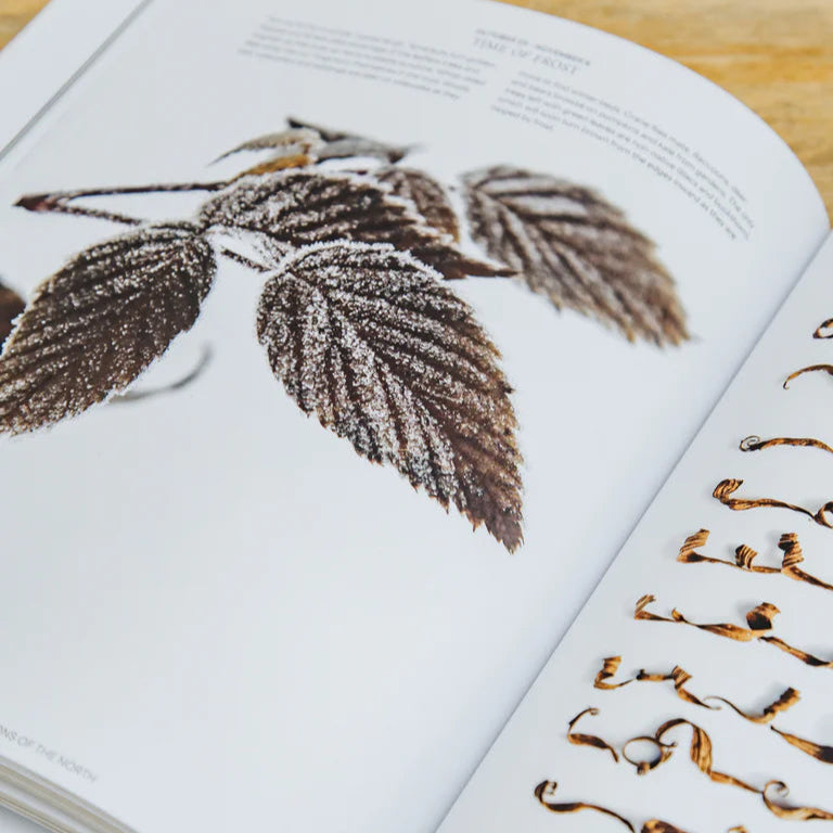 Still Art Of Noticing Book | Penelopetom